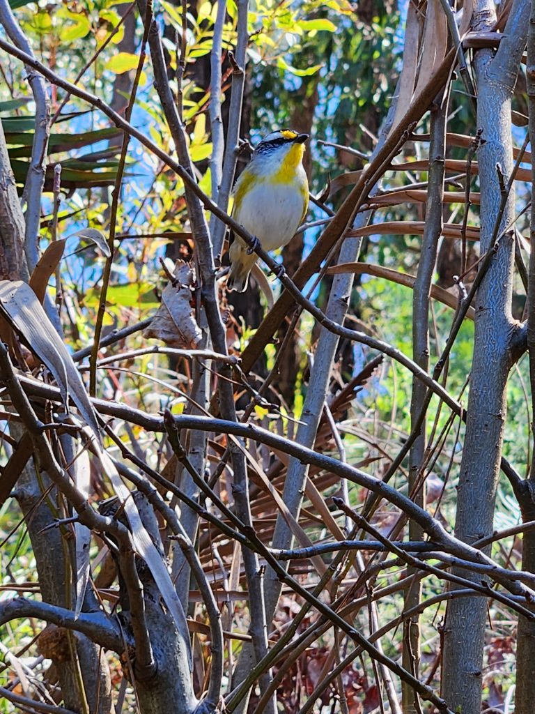 Home - The Lavender Patch